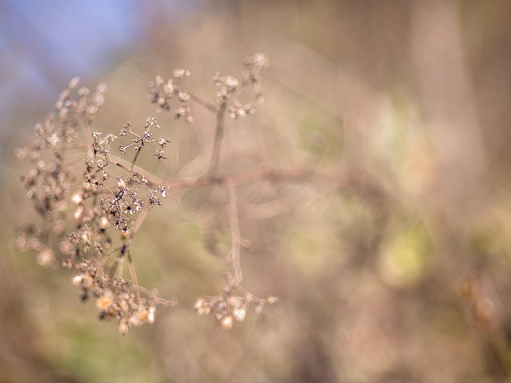 André Juillard: Un legado inmortal en el mundo del cómic